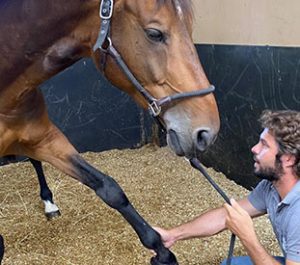 EOS Animal | École d'ostéopathie animale